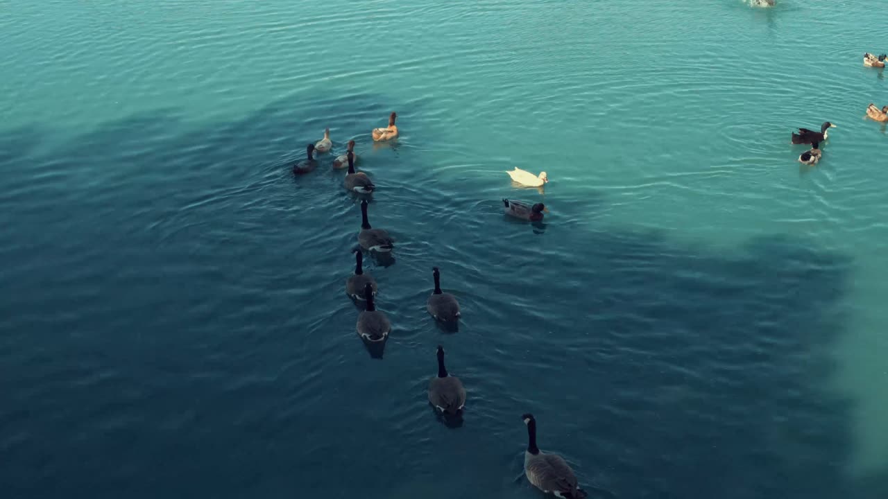 Geese Swim In A Row By Ducks In A Calm Turquoise Lake Free Stock Video ...