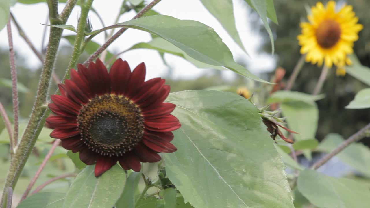 Premium stock video - Red sunflower waving in the wind