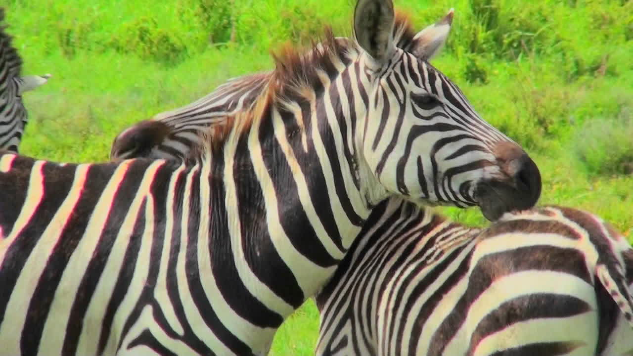 A Zebra Licks And Bites The Rump Of Another Zebra Free Stock Video ...
