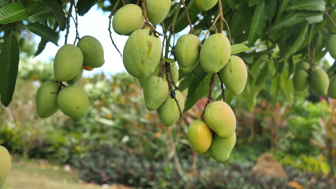 Samoa Mangos On Tree In Wind Free Stock Video Footage Download Clips Food