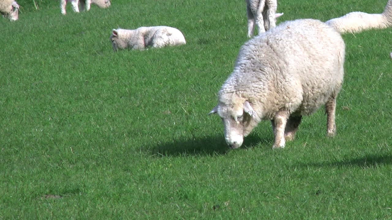 New Zealand Sheep And One Lamb Zoom And Pan Free Stock Video Footage ...