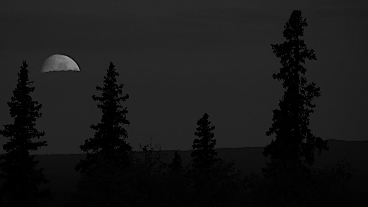 Oregon Moon And Fir Trees Pan And Zoom Free Stock Video Footage ...
