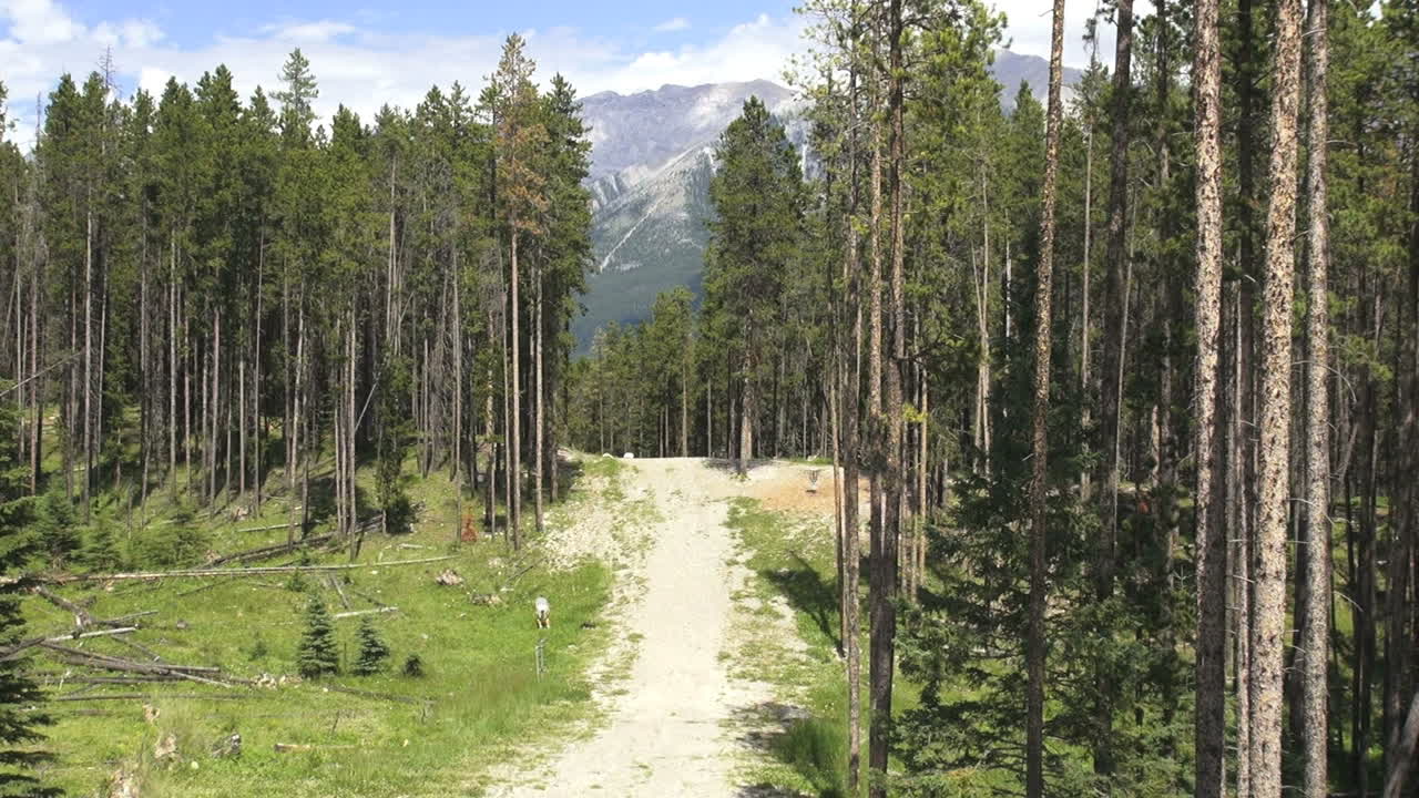 Canada Alberta Banff Disc Golf Course Through Tall Trees 9 Free Stock ...