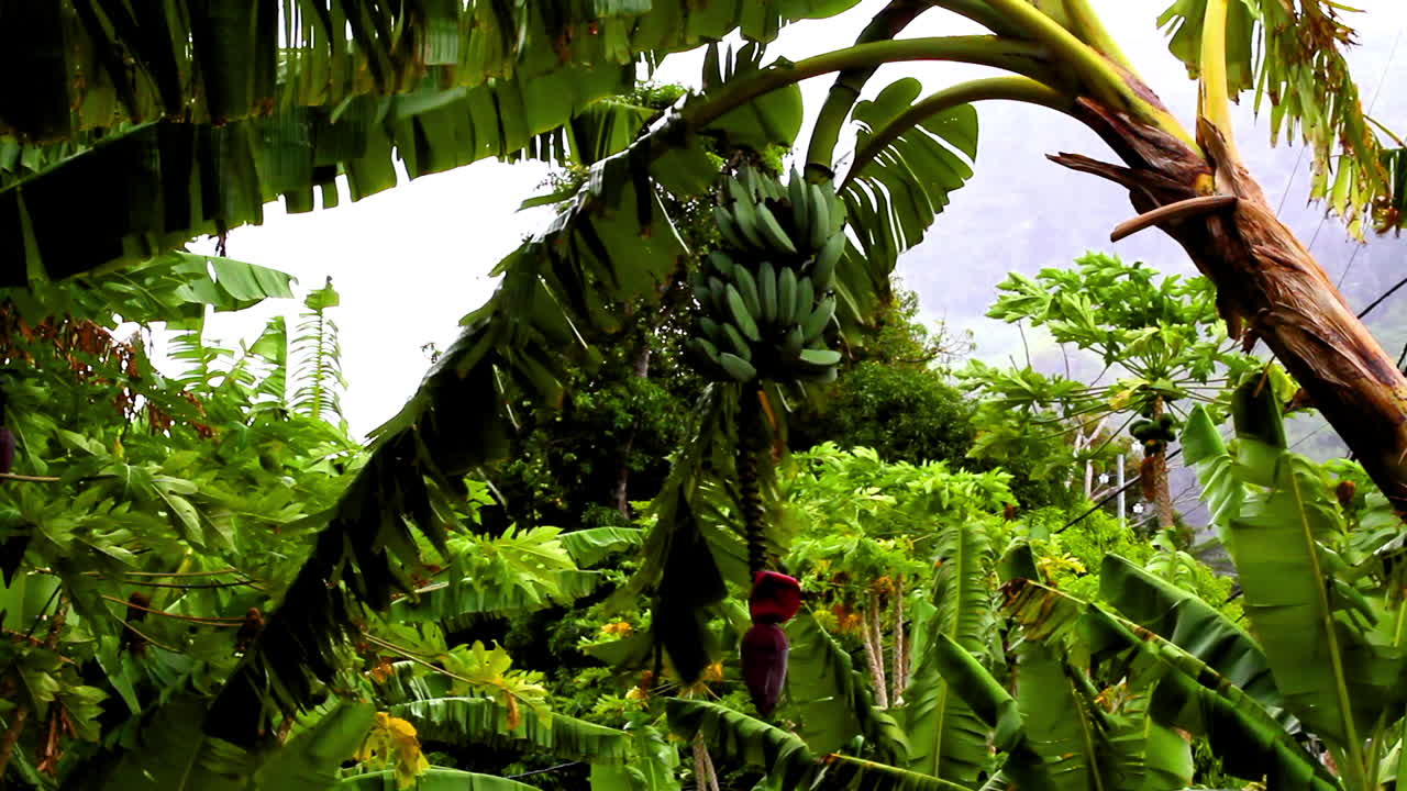 Bora Bora Banana Tree Free Stock Video Footage Download Clips Nature