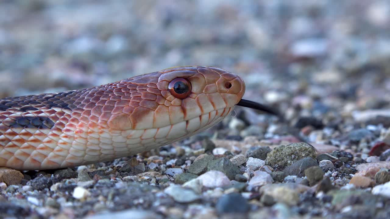 A Gopher Snake With Tongue Flicking In Extreme Close Up Free Stock ...