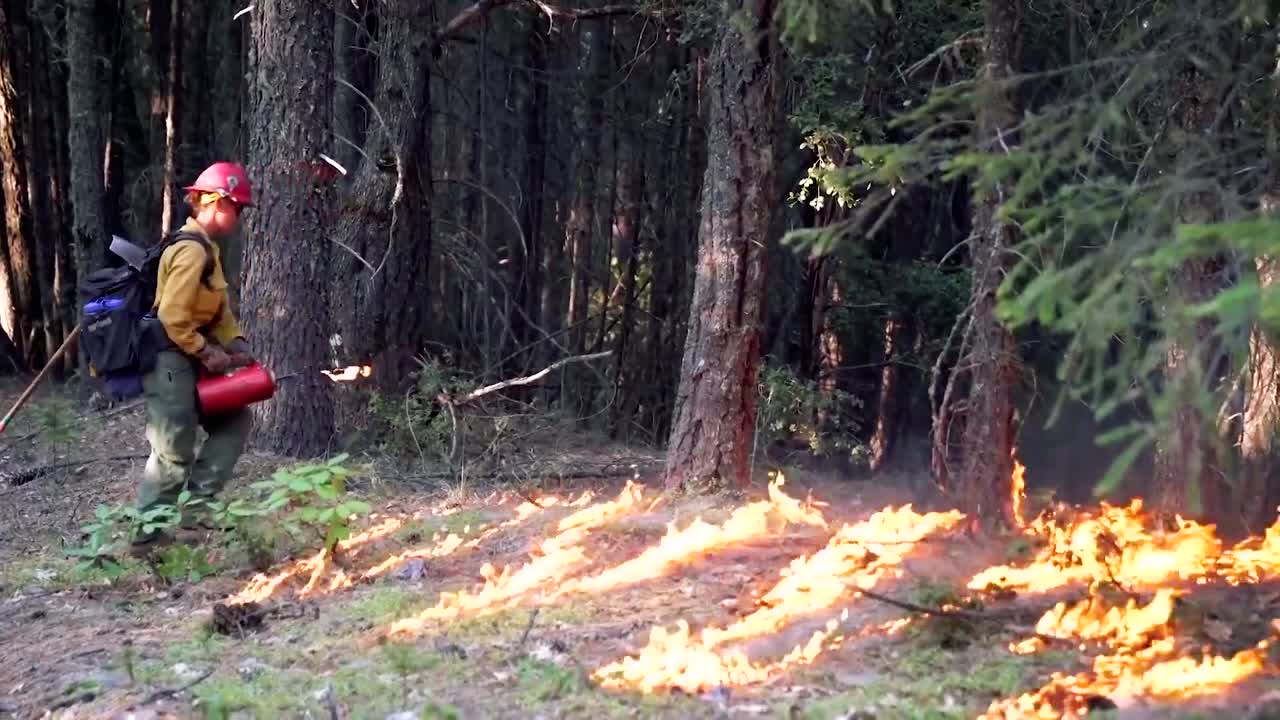Firefighters Performing A Controlled Burn In A Pine Forest 2019 Free ...