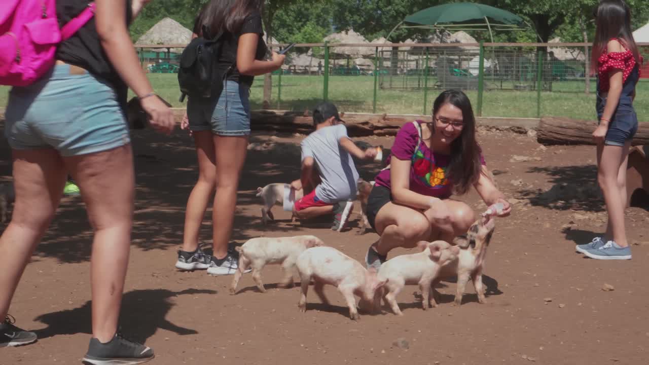 Feeding Little Pigs In Bioparque Monterrey Mexico Free Stock Video ...