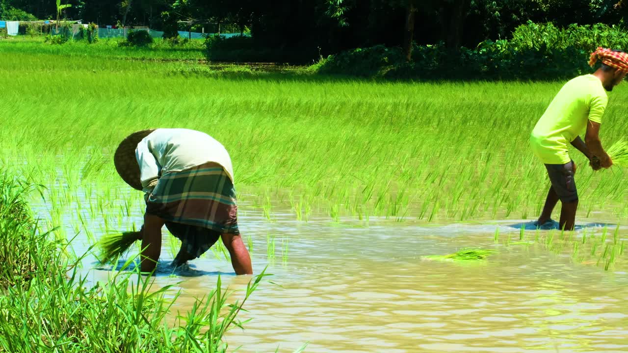 Farmers Planting Paddy Rice Underwater Farm With Feet Water Bangladesh ...