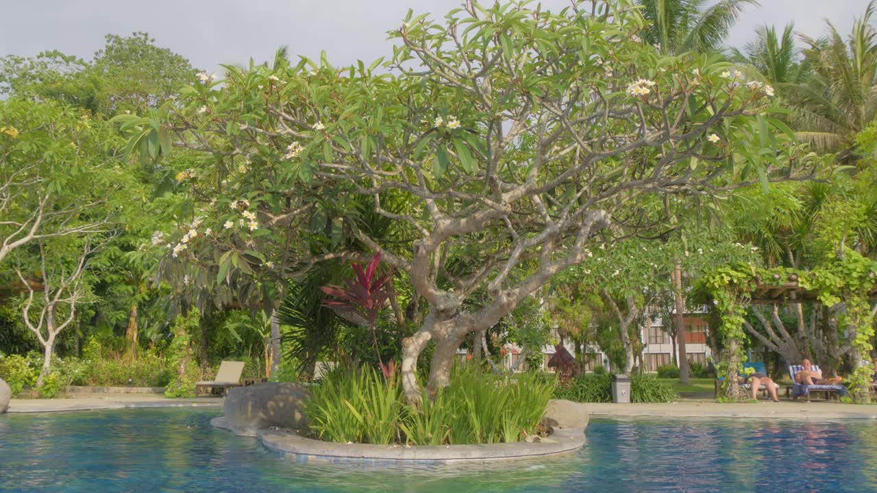 Trees In Pool In Bintang Flores Hotel, Labuan Bajo, Indonesia Free ...
