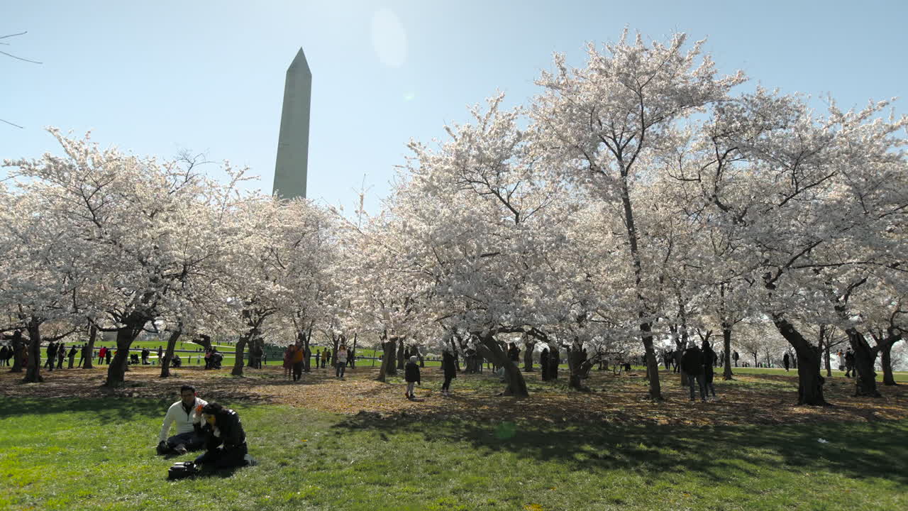 People Relaxing Under Cherry Blossom Trees Near Washington Monument ...
