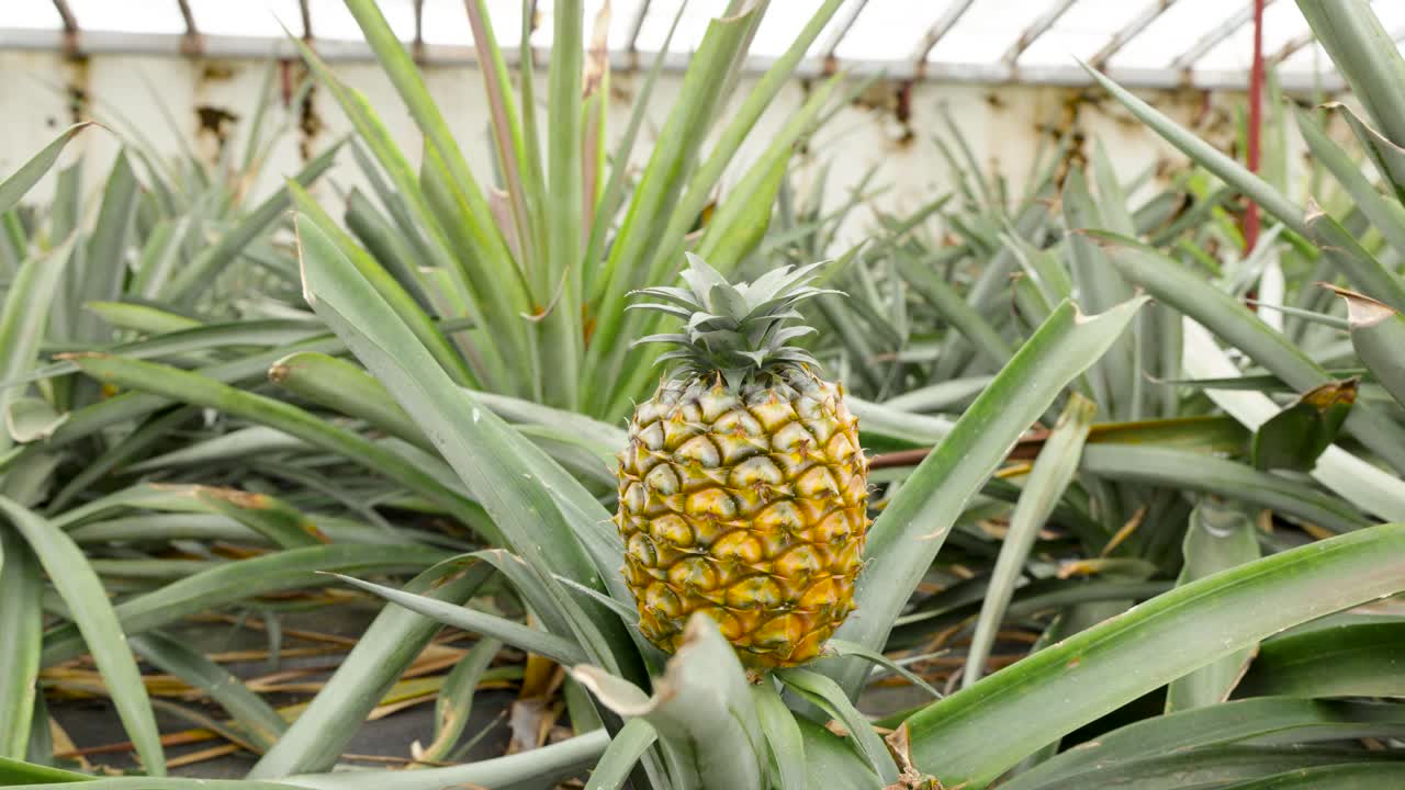 Close-up Shot Of Ripe Pineapple Ready To Harvest, Pineapple Greenhouse ...