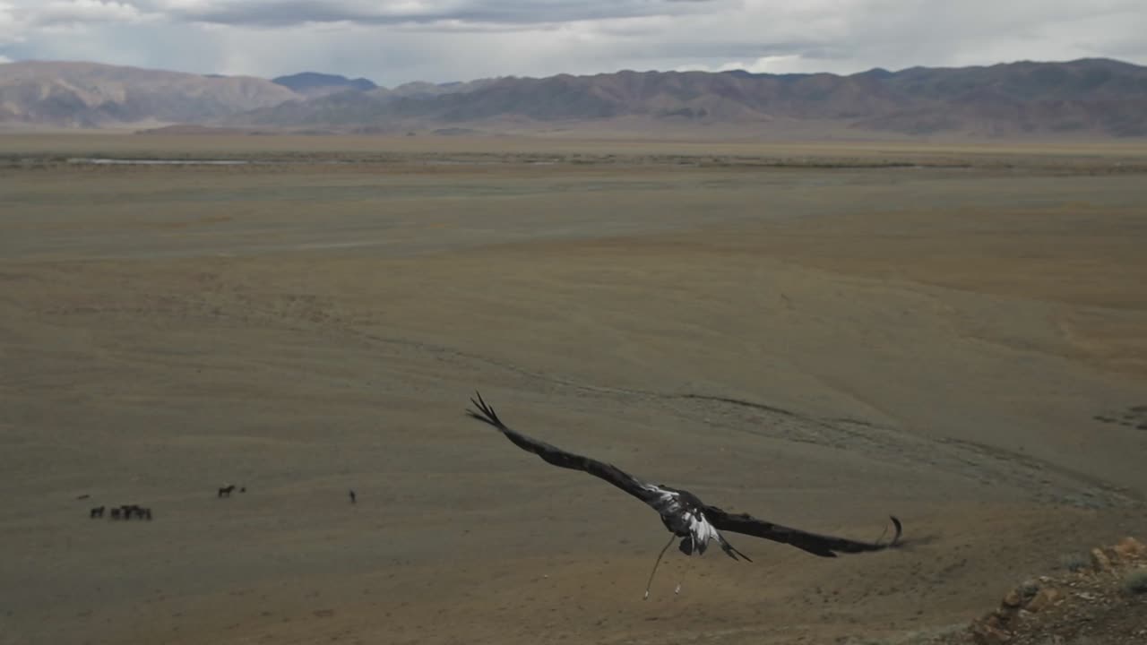 Traditional Kazakh Golden Eagle Hunter Releasing Eagle For Hunt In ...
