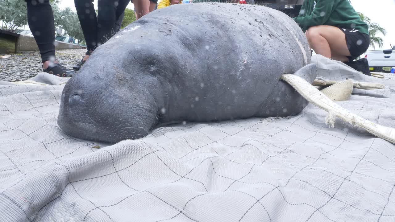 Manatee Close Up Calm Beofre Being Released Into Wild After Injury ...