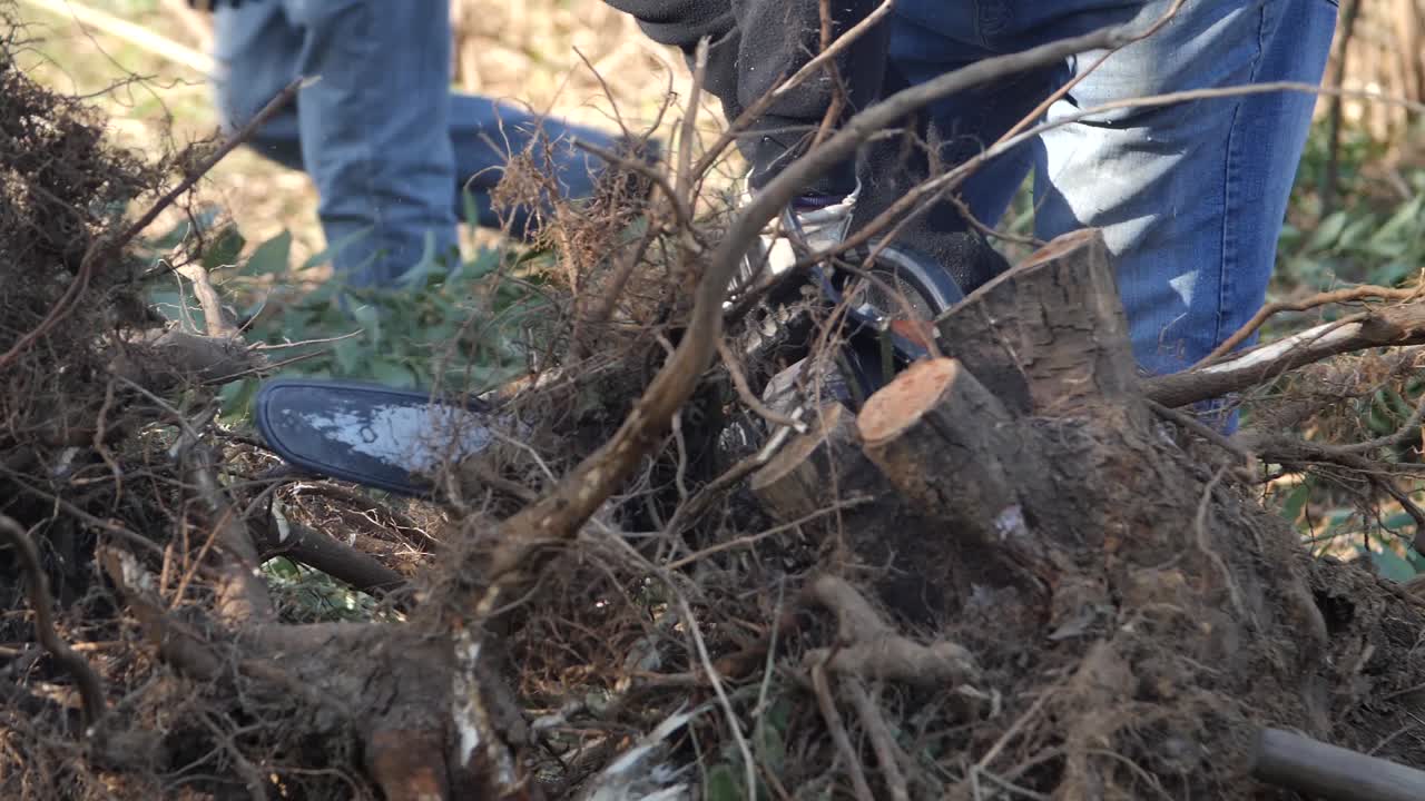 Man Cutting With Chainsaw A Invasive Acacia Tree On A Voluntarie Work ...