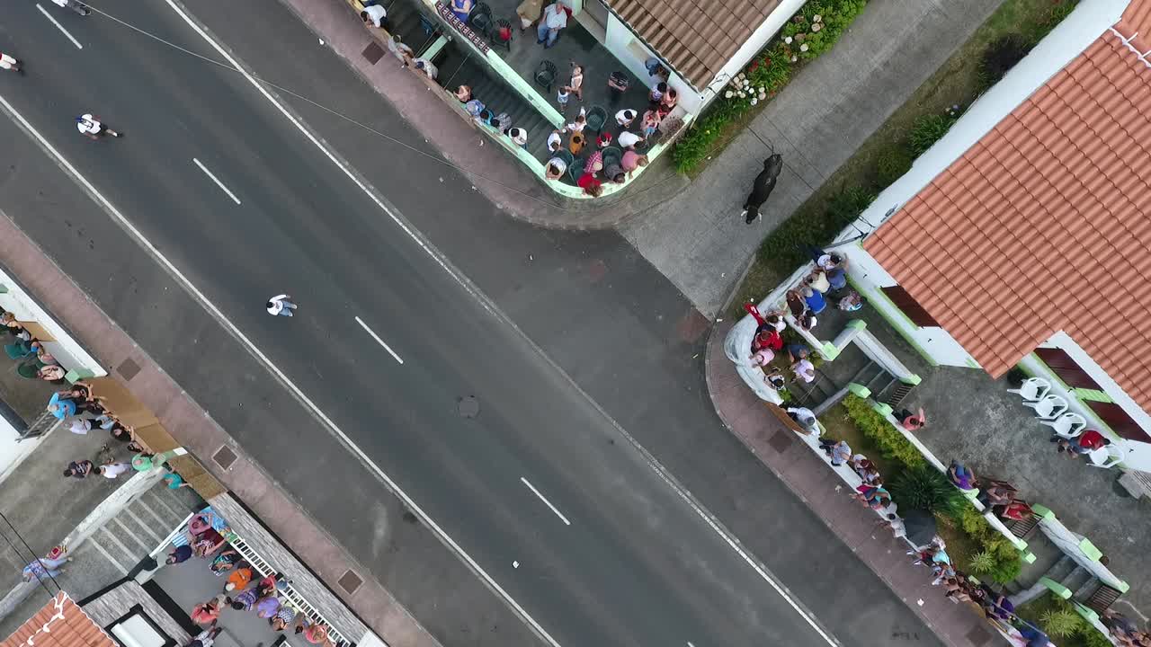 Running With Bulls Is A Tradition In The Azores, Almost Everyday During ...