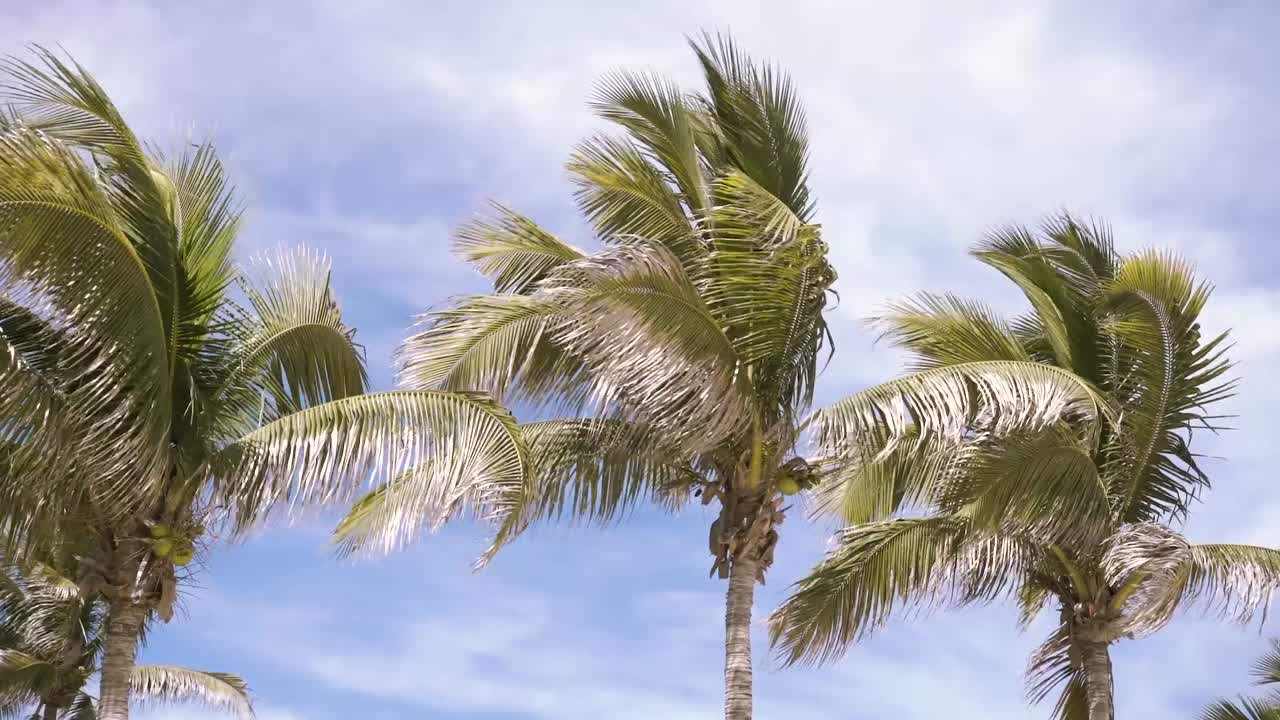 Palm Trees Moving In The Wind Free Stock Video Footage Download Clips