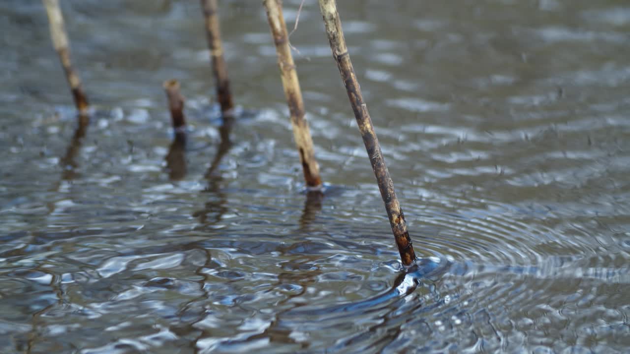 Old Common Reed Is Shaking In The Water Creating Ripples And Wave ...