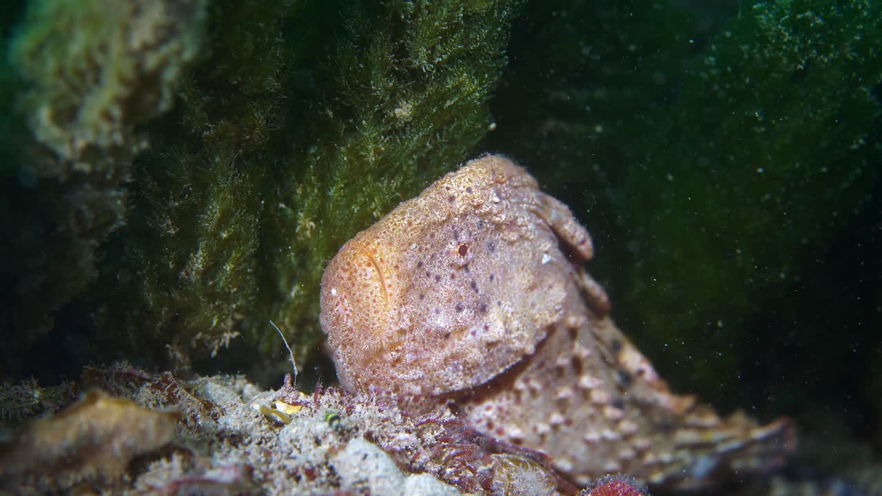 Premium stock video - Warty prowfish aetapcus maculatus south australia ...