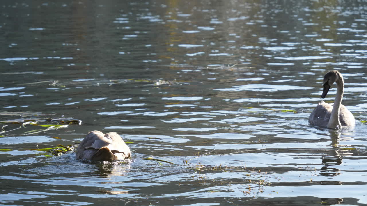 German Swans And Ducks Free Stock Video Footage Download Clips