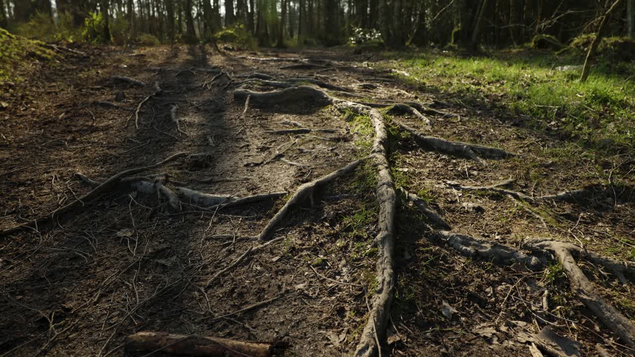 Premium stock video - Large tree roots stretch out under the canopy of ...