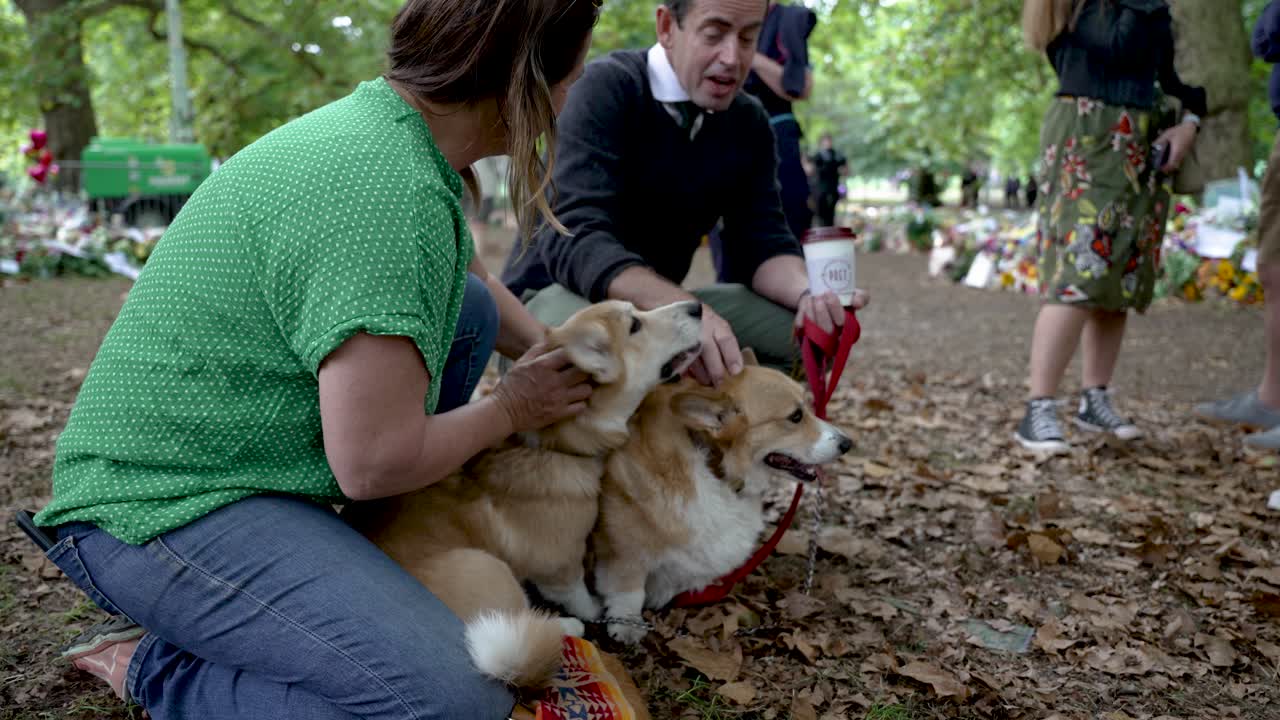Pair Of Adorable Corgis Being Petted At Floral Tributes For Queen ...