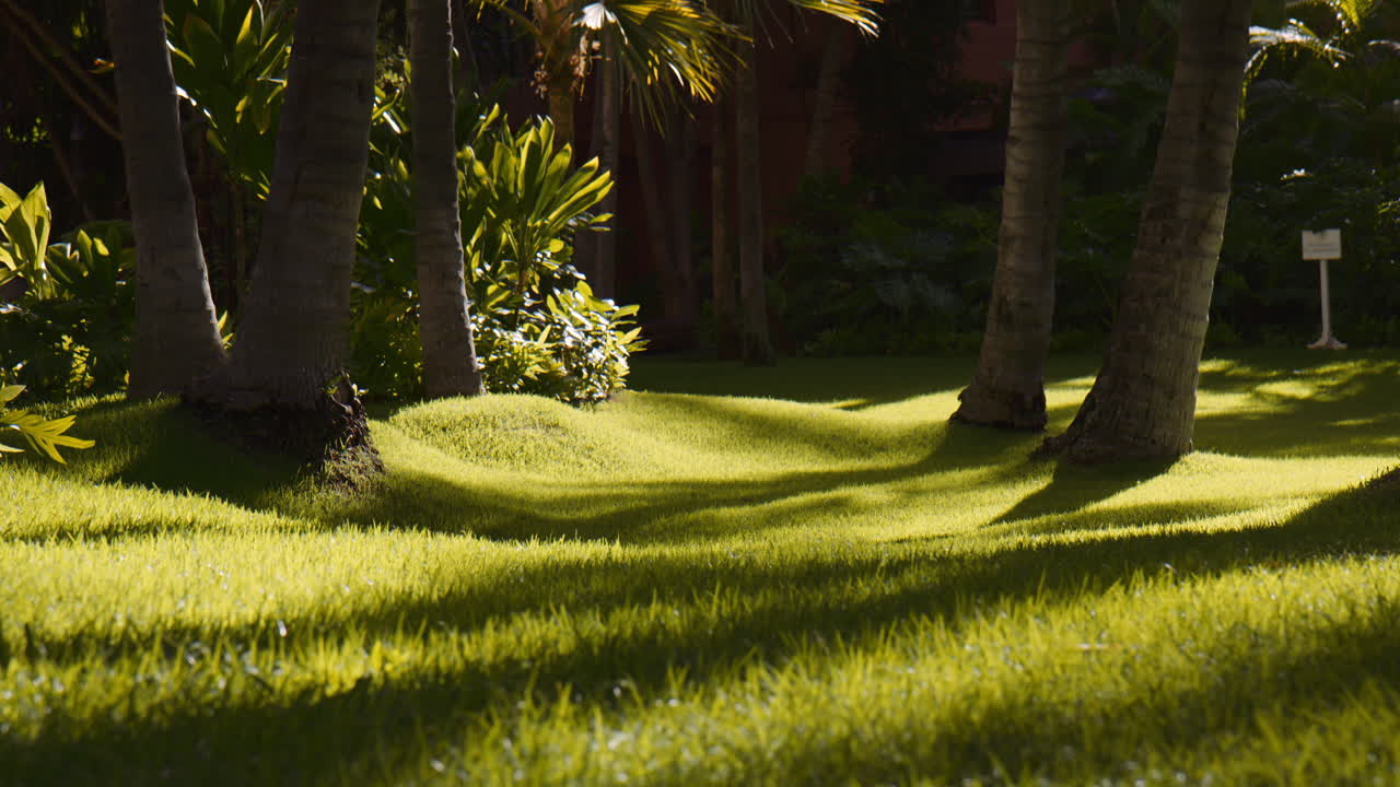 Rolling Mounds Of Lush Greenery Surrounding Palm Tree Trunks, Hawaii ...