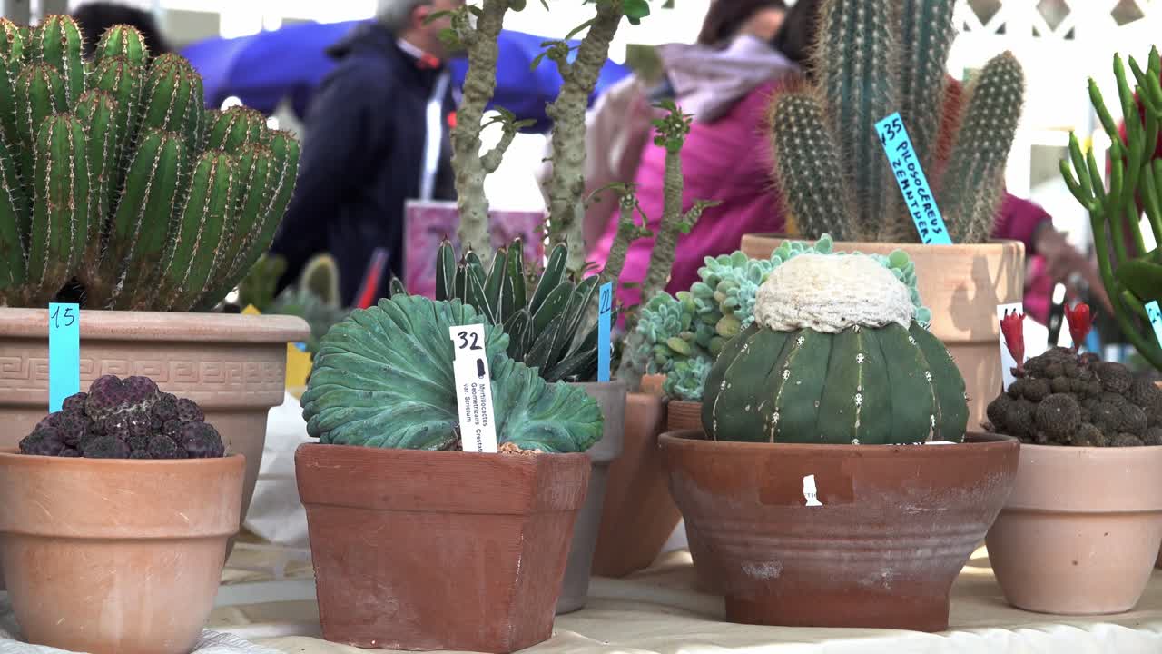 Cacti On Display At The Annual Flower Market In Meran, South Tyrol ...