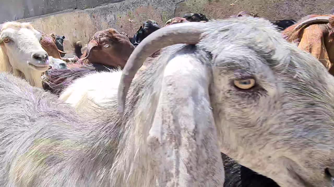 Goats Moving To With A Donkey Free Stock Video Footage Download Clips