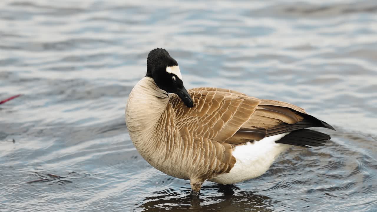 Canadian Goose Cleans It Self In The Wavy Shallow Waters Of The Ottawa ...