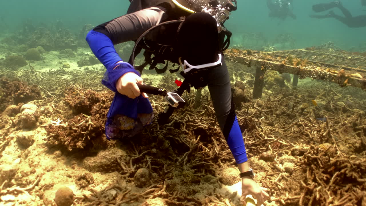 Scuba Diver Collecting Trash Under The Sea. Underwater Free Stock Video ...