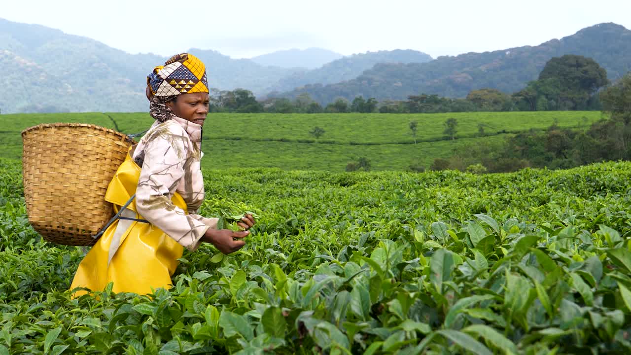 African Woman Harvesting Cultivated Tea Leaves On Rwanda Plantation ...