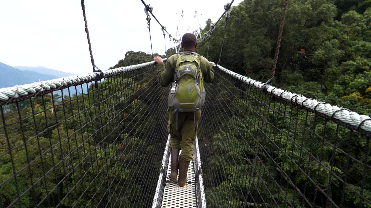Person On Canopy Walkway Suspension Bridge In Jungles Of Rwanda, Africa ...