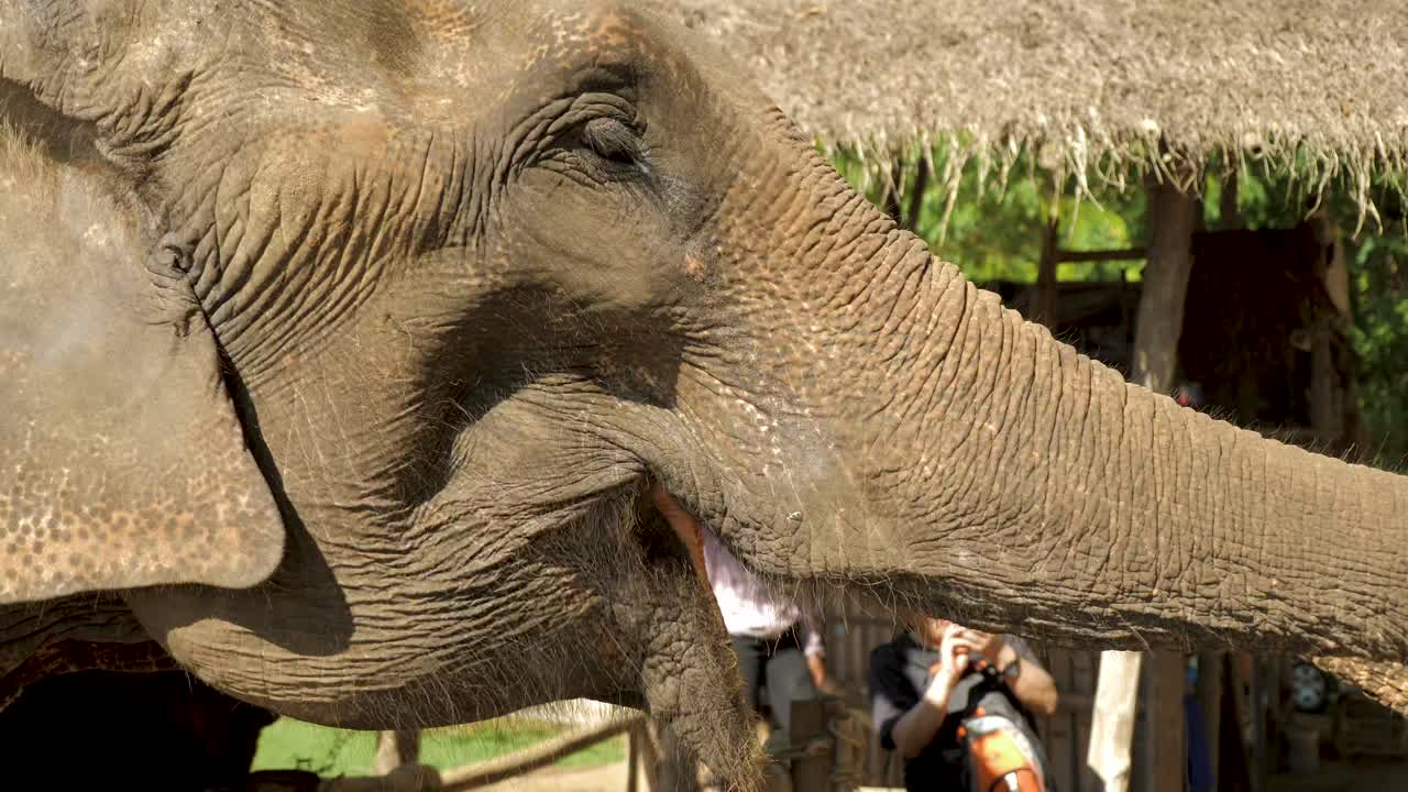 Girl Bath Baby Elephants In Chiangmai, Thailand Free Stock Video Footage Download Clips