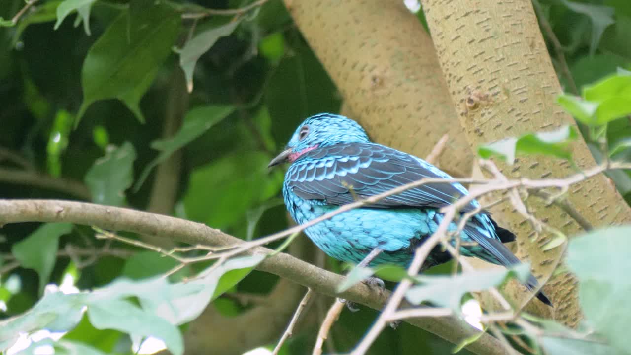 Close Up Shot Of Beautiful Blue Male Spangled Cotinga Looking Around ...