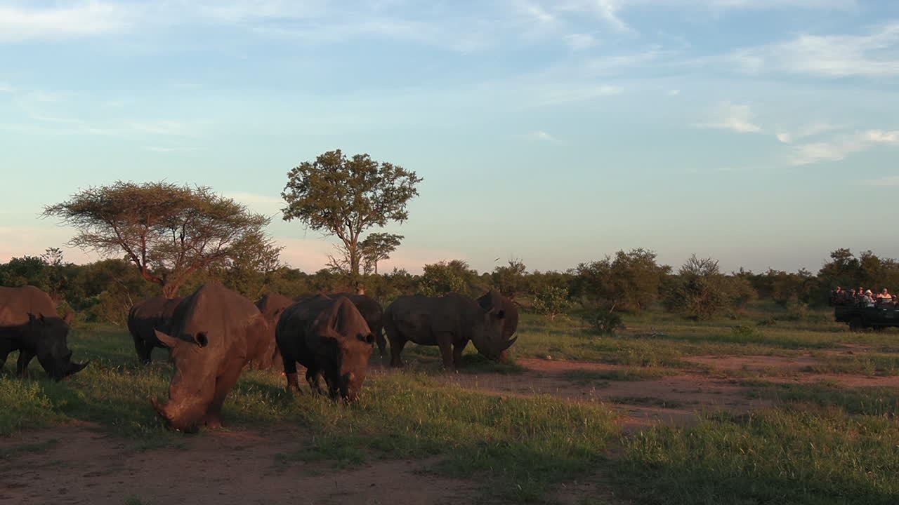 Wide View Of Rhinos Grazing As Safari Vehicle Passes In Background Free ...