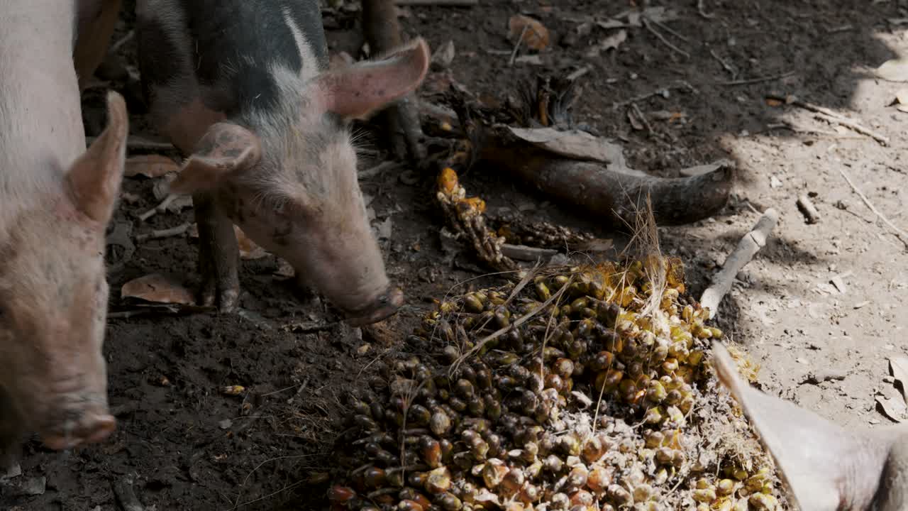 Group Of Pigs Feed On Palm Oil Tree Fruit On Rural Village In Ecuador ...