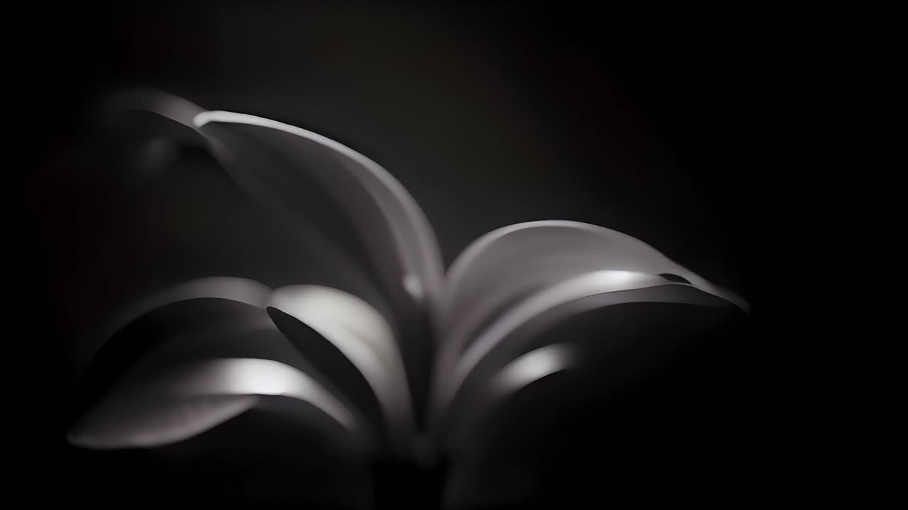 Premium stock video - Black and white flower time lapse