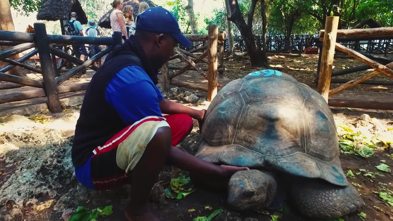 Giant Turtle Reserve In Zanzibar Free Stock Video Footage Download ...