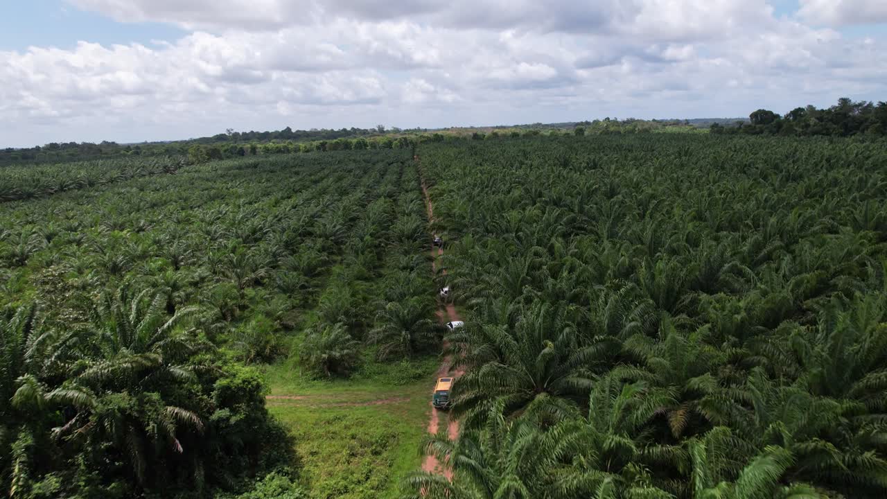 Açai Palm Farms In The Amazon Rainforest Are A Big Business, Species Is ...