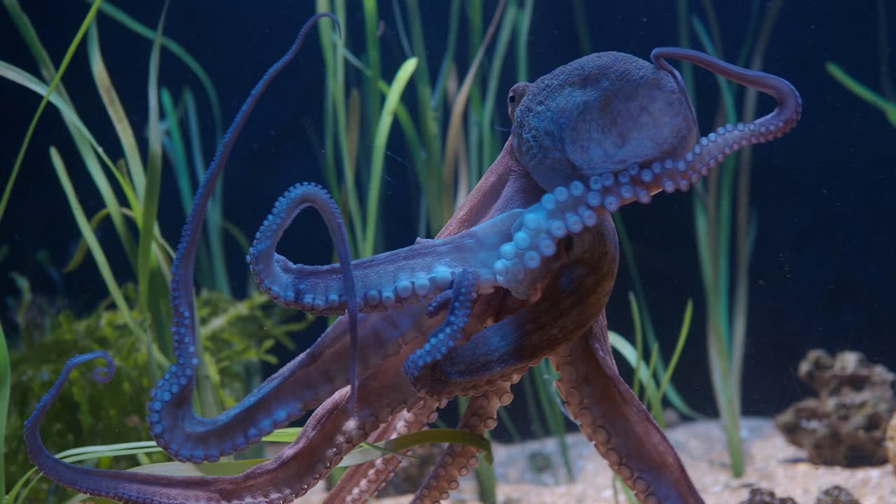 Octopus Movement In Aquarium Free Stock Video Footage Download Clips