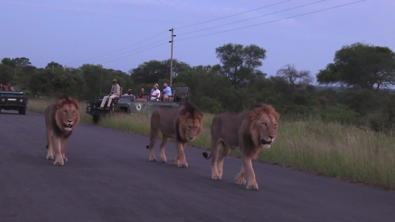 Male Lions Move Along A Tarmac Road In The Kruger National Park, South ...