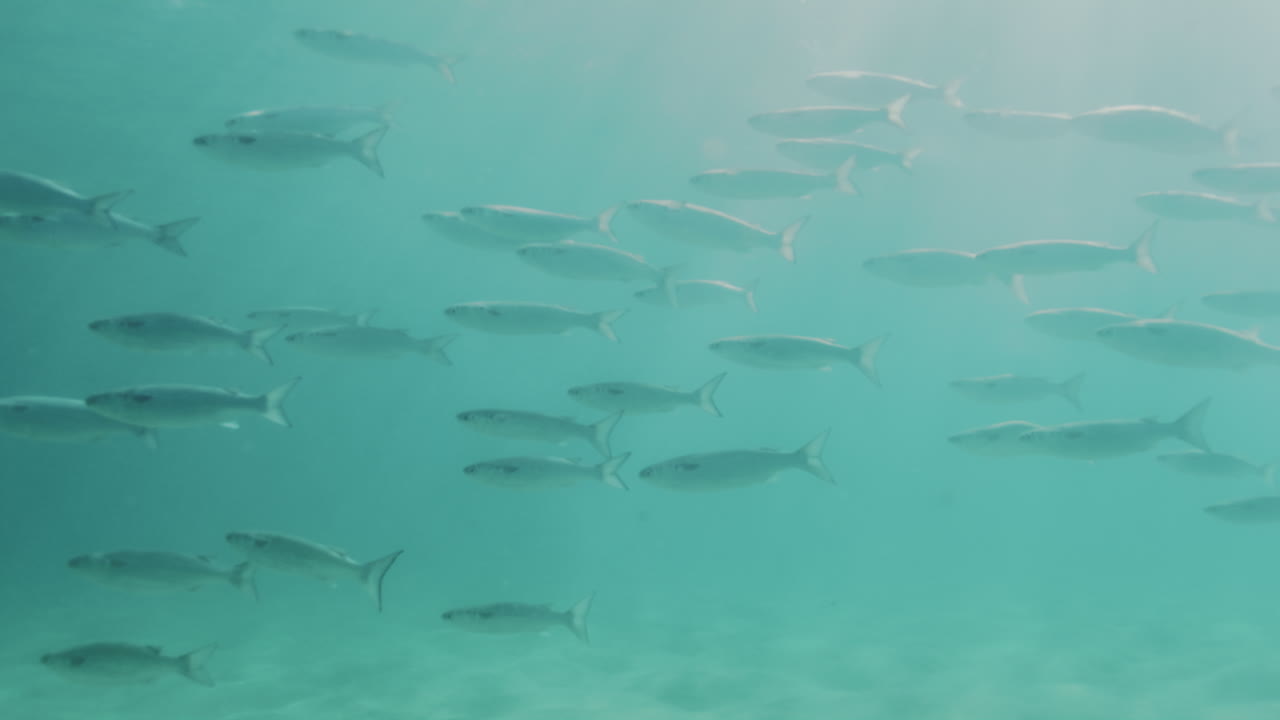 Underwater Slow-motion View Of Tropical Fish Swimming Gracefully Above ...