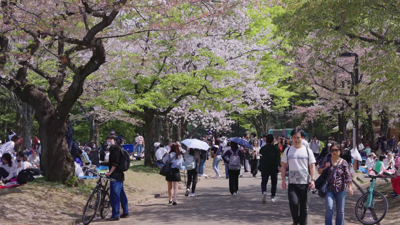 Beautiful Spring Day In Japan, Sakura Petals In The Air Of Yoyogi Park ...