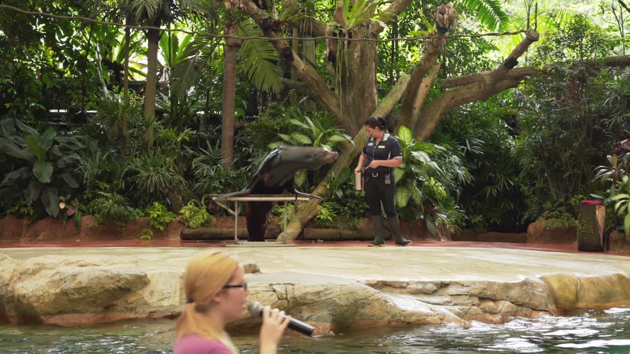 Walrus Clapping Hands Being Fed Fish By Zoo Keeper Singapore Zoo Show ...