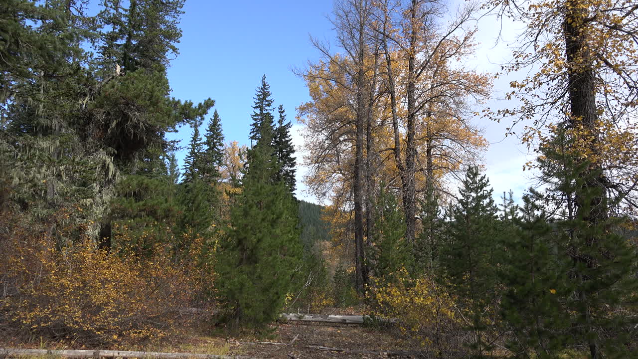 Oregon Fall Trees In The Cascades Free Stock Video Footage Download ...