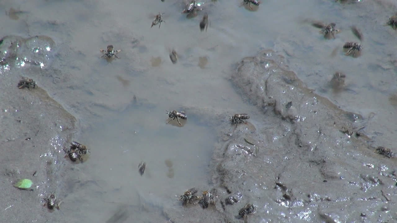 Amazon Village Flies In Mud Free Stock Video Footage Download Clips