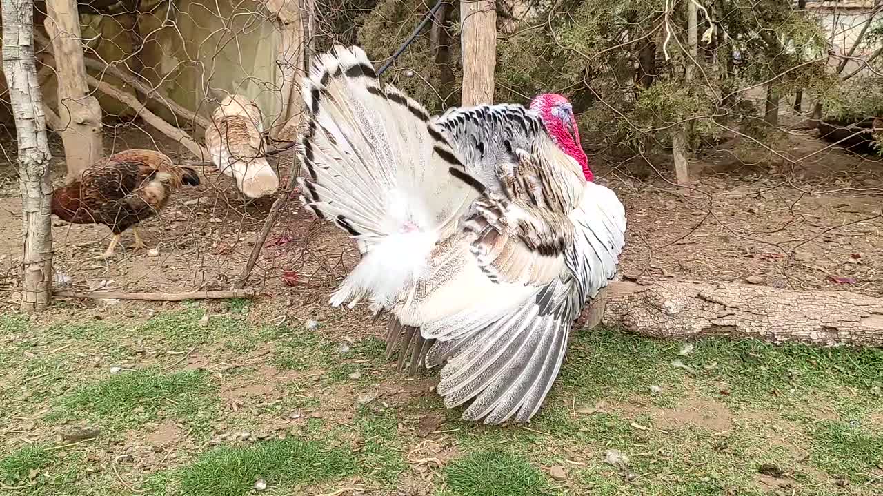 Turkeys Give Voice, Turkeys Make Sounds, Bird Songs-13 Free Stock Video ...