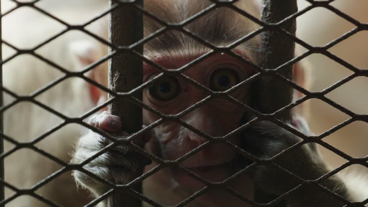 4K Cinematic Slow Motion Wildlife Nature Footage Of A Baby Macaque ...