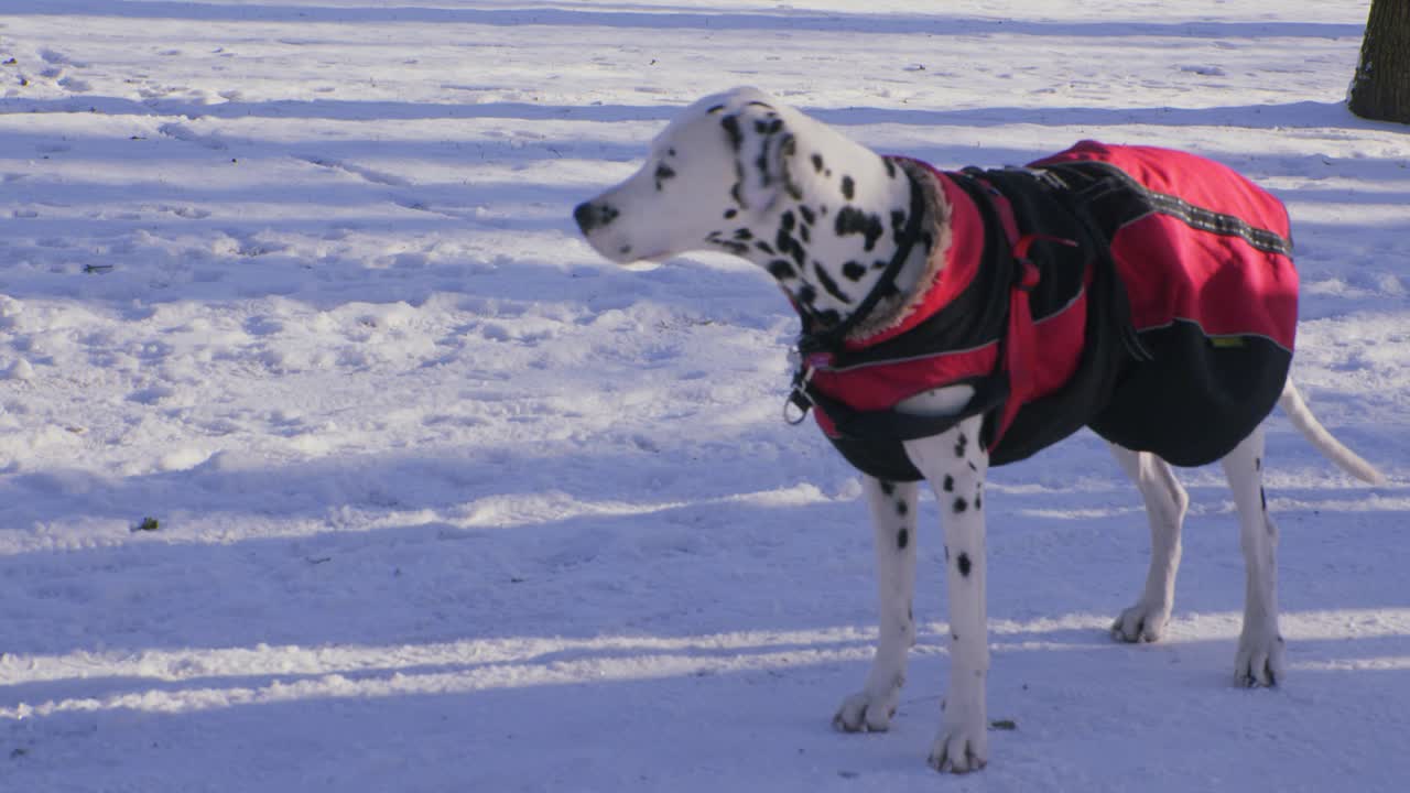 Dalmation Dog Playing In Frogner Park In Oslo, Norway, With Pedestrians ...