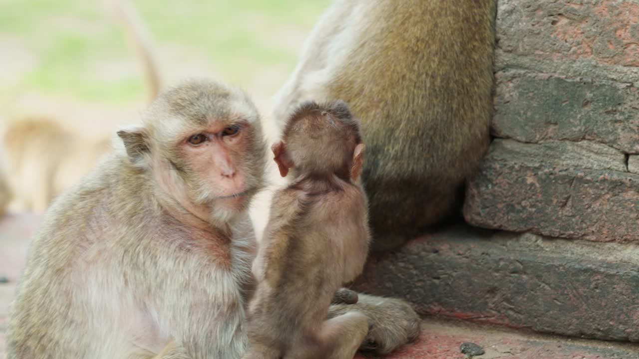 4K Cinematic Slow Motion Wildlife Nature Footage Of A Baby Macaque ...